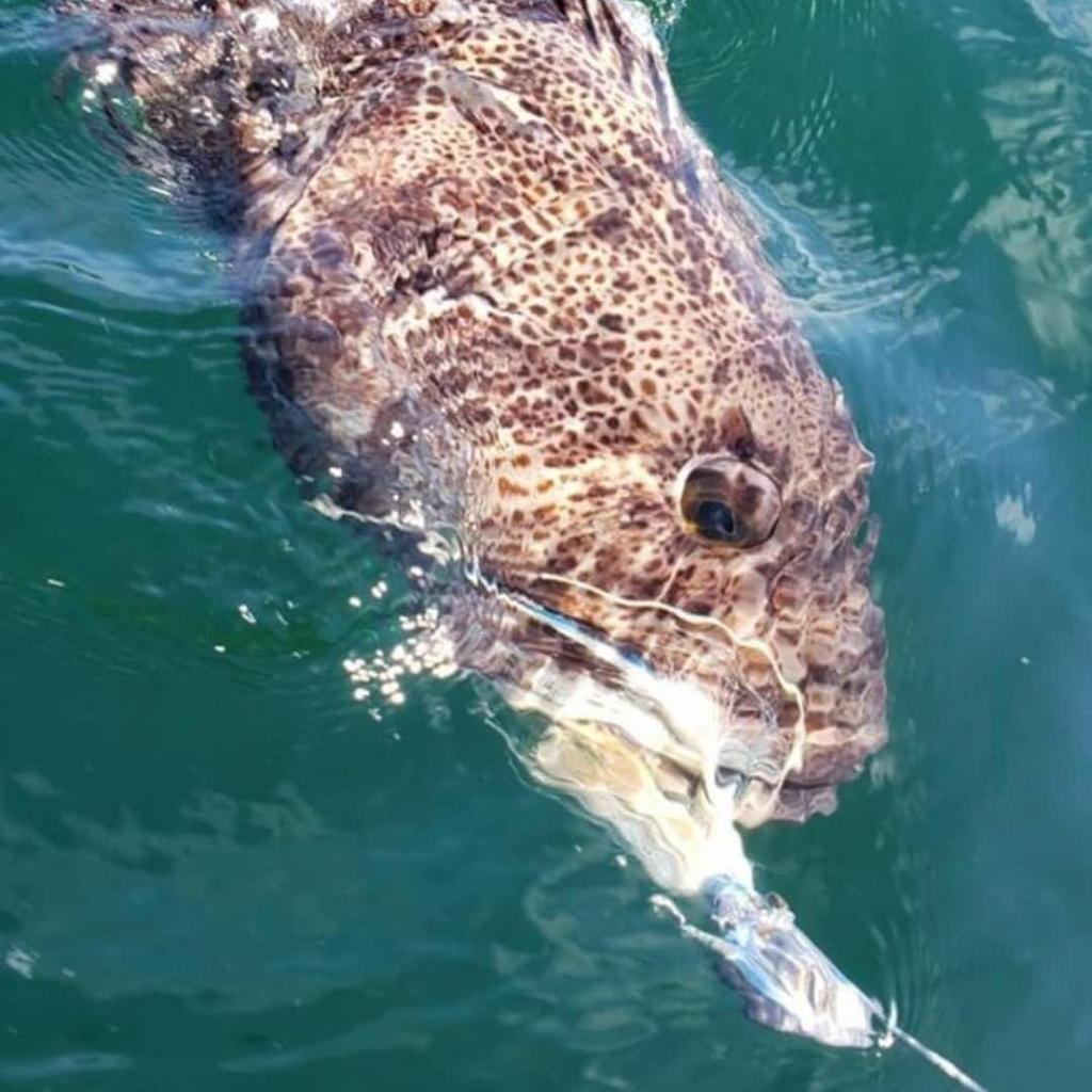 Jig Heads for saltwater or freshwater from C&B Custom Jigs LLC